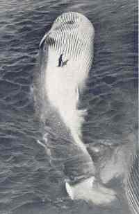 Volledige Cast van Walvis in Zicht (Film, 1947) - MovieMeter.nl